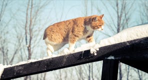 Cat Action Pose Stock Images - Download 168 Royalty Free Photos