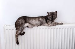 Cat Relaxing On A Warm Radiator Stock Image - Image of comfortable ...