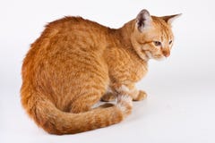 Cat6-Fan stock image. Image of gigabit, arrangement, part - 1974435