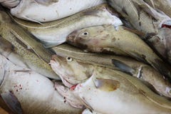 Hake Fish Head Stock Photos, Images, & Pictures - 95 Images