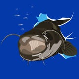 Angry Cartoon Catfish Fish stock illustration. Illustration of life ...