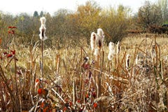 Fall Cattails Stock Images - Download 193 Photos