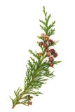 Cedar Leaves stock photo. Image of nature, pinecone, tree - 24423906