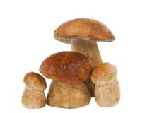 Three Ceps, Boletus, Isolated Stock Photo - Image of three, several ...