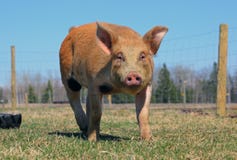 Cerdo Joven De La Raza Del Duroc-Jersey Que Pasta En El Ambiente ...