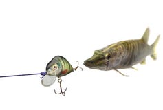 Largemouth Bass Chasing Lure On White Stock Photography - Image: 26564902