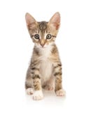 Mignon Photos – 2,924,550 Mignon Images, Photographies & Clichés ...