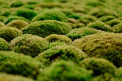 Chepas Stock Images - Download 788 Photos