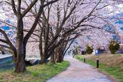 Cherry Tree Path Royalty Free Stock Image - Image: 25219806