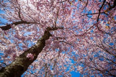 Cedar Tree, Lebanon Stock Images - Image: 10557894