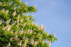 Brazil nut tree stock photo. Image of forest, amazonas - 43526546