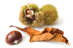 Spiky Nut Shells Stock Photos, Images, & Pictures - 71 Images