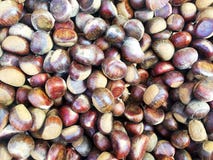 Spiky Nut Shells Stock Photos, Images, & Pictures - 71 Images