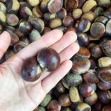 Spiky Nut Shells Stock Photos, Images, & Pictures - 71 Images