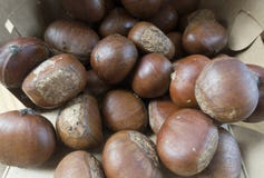 Spiky Nut Shells Stock Photos, Images, & Pictures - 71 Images