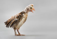 Adolescent Chicken Stock Photos - Royalty Free Pictures