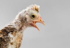Adolescent Chicken Stock Photos - Royalty Free Pictures