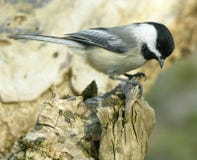 Two Chickadees stock image. Image of woods, feather, beak - 107511