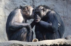 Chimp Couple stock photo. Image of eyes, meal, centered - 20810612