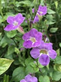 Chinese Violet; Coromandel; Ganges Primrose; Philippine Violet ...