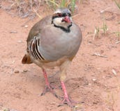 Chukar in flight stock photo. Image of taxidermied, galliformes - 13689418