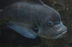 Cichlid Tank Royalty Free Stock Photos - Image: 2186778