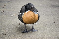 Australian Shelduck stock image. Image of duck, young - 15796775