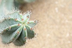 Close Up Saguaro Cactus Flower Stock Image - Image: 31397131