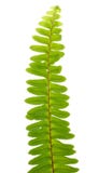 Fern Frond isolated stock image. Image of against, anatomy - 1137577