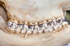 Giraffe Teeth Stock Photos - Image: 16243603