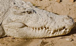 Indian crocodile stock image. Image of danger, safari - 15294341