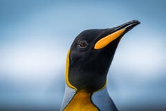 Close-up of king penguin head and neck Royalty Free Stock Photos