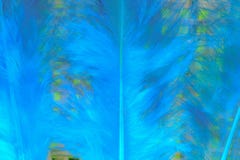 Bamboo Flute, Peacock Feather Royalty Free Stock Photos - Image: 2208908