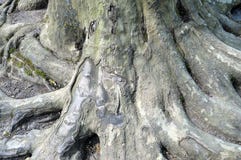 Tree Roots Close-up Stock Photo - Image: 39277041