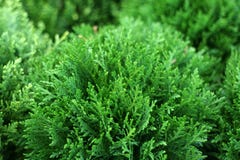 Arborvitae (lat. Thuja) Round Bush Royalty Free Stock Photography ...