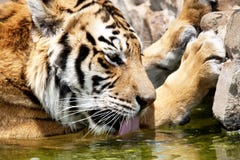 Tiger drinking water stock photo. Image of head, hunt - 14085014