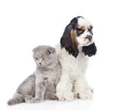 Cocker Spaniel and Kitten stock image. Image of kitten - 23995969