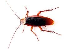 Buff-tailed Bumblebee, Bombus Terrestris, Isolated Stock Photography ...