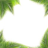 Coconut Tree Frame Border Stock Images - Download 333 Royalty Free Photos