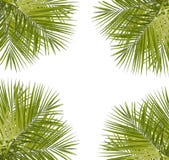 Coconut Tree Frame Border Stock Images - Download 333 Royalty Free Photos