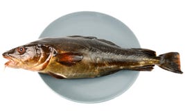 Dead Cod Fish Stock Photos, Images, & Pictures - 254 Images