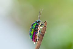 Colorful Shield Bug Royalty Free Stock Photography - Image: 17357707