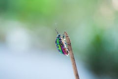 Colorful Shield Bug Royalty Free Stock Photography - Image: 17357707