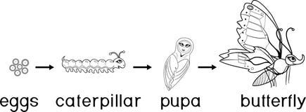 Life Cycle Butterfly Life Cycle Butterfly Complete Holometabolous ...