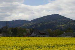 Colza Field stock image. Image of agricultural, hill, bright - 9353083