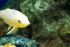 Common Carp - Cyprinus Carpio Stock Photo - Image: 69672598