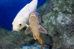 Common Carp - Cyprinus Carpio Stock Photo - Image: 69672598