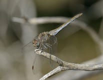 Female Common Darter Dragonfly Stock Photo - Image: 97073170