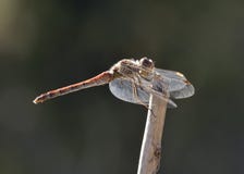 Female Common Darter Dragonfly Stock Photo - Image: 97073170
