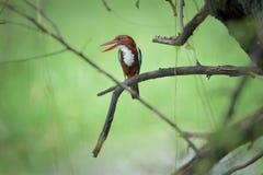 Common Kingfisher bird stock illustration. Image of graphic - 34020532